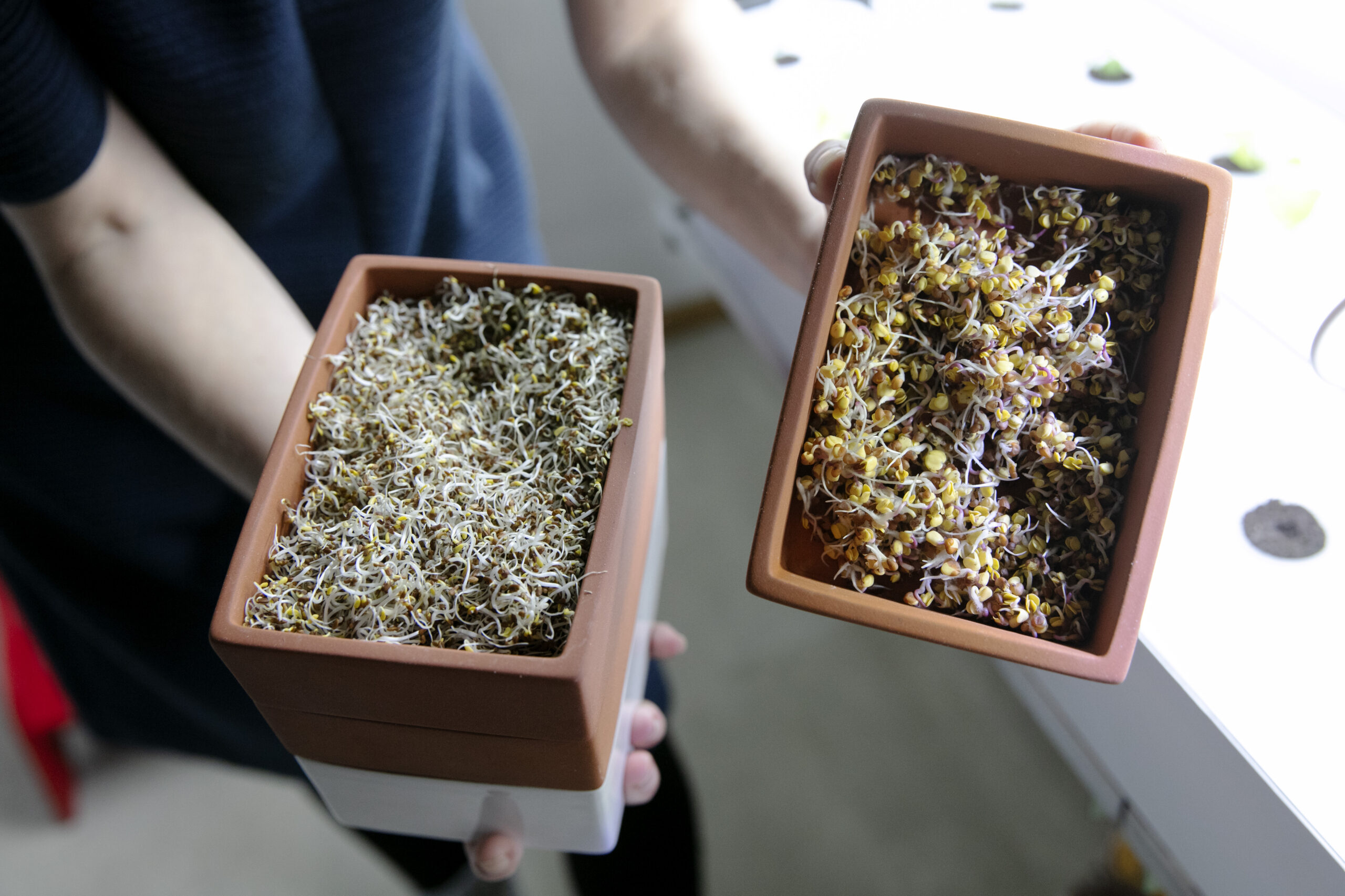 Linda odlar överallt - Vafabmiljö