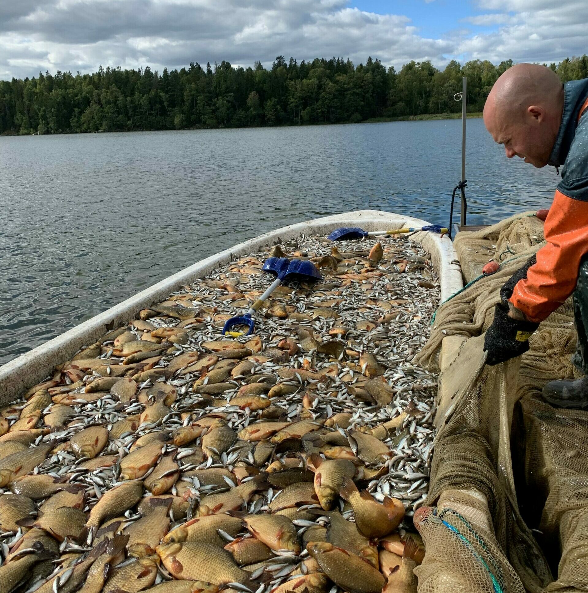 Reduktionsfiske kan rädda Mungasjön - Vafabmiljö
